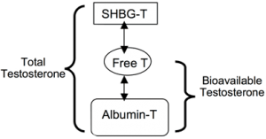 Hormone Replacement Therapy Los Angeles & San Francisco CA